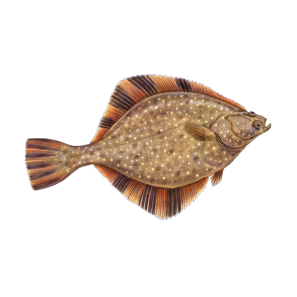 Under the Bay - San Francisco Baykeeper